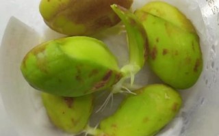 菠萝蜜的核怎么种_菠萝蜜核能种出树苗吗