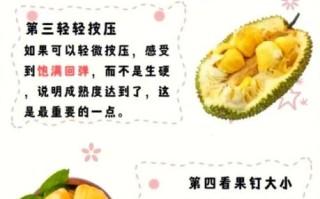 菠萝蜜图片大全_菠萝蜜怎么挑选