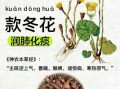 款冬花的功效与作用禁忌_款冬花哪些人不能吃