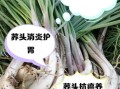 荞头菜怎么种_荞头菜的营养价值