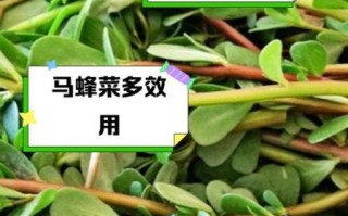 马蜂菜的功效与作用_马蜂菜怎么吃最营养