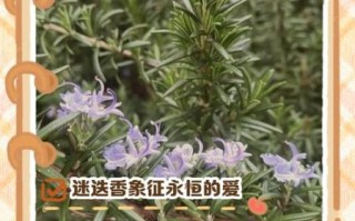 迷迭香花图片大全_迷迭香花语是什么