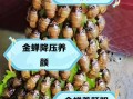 金蝉的营养价值_金蝉的功效与作用