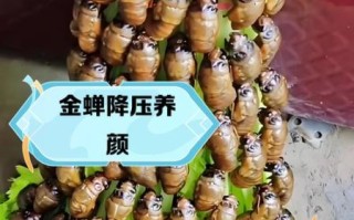 金蝉的营养价值_金蝉的功效与作用 金蝉的营养价值_金蝉的功效与作用