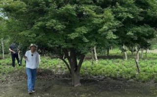鸡爪槭冠幅一般多大_如何测量鸡爪槭冠幅