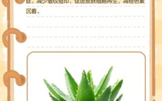 芦荟可以擦脸吗_芦荟擦脸的正确方法