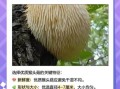 猴头菇多少钱一斤_猴头菇价格为什么差别大