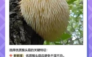 猴头菇多少钱一斤_猴头菇价格为什么差别大