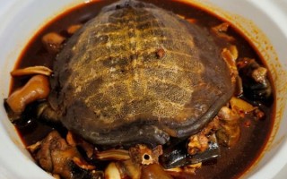 甲鱼的做法有几种_甲鱼怎么做好吃