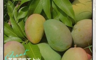 芒果上火吗_芒果的功效与禁忌