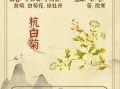 杭白菊的功效与作用_杭白菊和胎菊哪个好