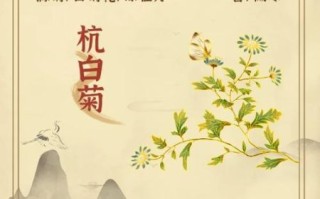 杭白菊的功效与作用_杭白菊和胎菊哪个好
