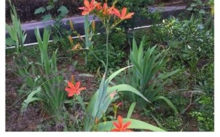 射干的功效与作用_射干怎么泡水喝