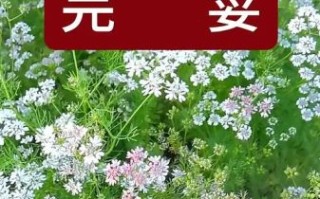 香菜的别名有哪些_香菜为什么叫芫荽