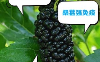 吃桑葚三个月头发变化_桑葚对头发真的有用吗