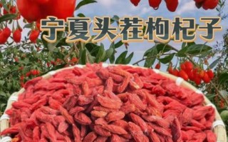 枸杞头茬是什么_枸杞头茬和夏果区别