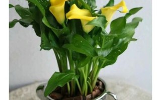 马蹄莲盆栽怎么养_马蹄莲图片品种大全