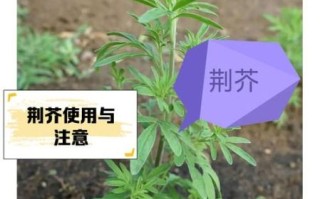 经常吃荆芥对人好不好_荆芥长期吃有副作用吗