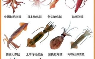 鱿鱼是乌贼吗_区别与辨认技巧