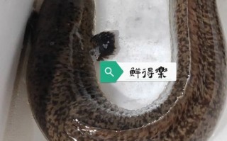 鲈鳗鱼多少钱一斤_鲈鳗鱼怎么做好吃