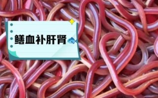 鳝鱼血子龙的功效与作用_鳝鱼血子龙怎么吃