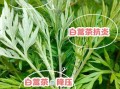 白蒿泡水能长期喝吗_天天喝有什么副作用