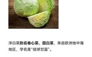 圆白菜又叫什么_圆白菜和包菜的区别