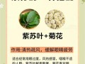 鲜紫苏叶的功效与作用_鲜紫苏叶怎么吃最好