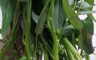 空心菜叶子能吃吗_空心菜叶子怎么吃