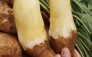 雪莲果吃死人是真的吗_雪莲果中毒症状