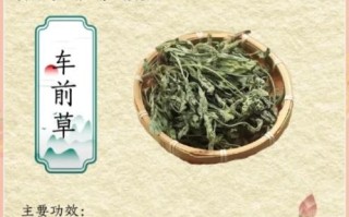 鲜车前草怎么吃_鲜车前草有什么功效