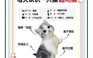 起司猫是什么品种_起司猫和美短区别