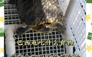 巴西龟可以吃吗_巴西龟食用安全吗