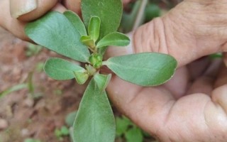 蚂蚱菜的功效与作用_蚂蚱菜怎么吃最营养