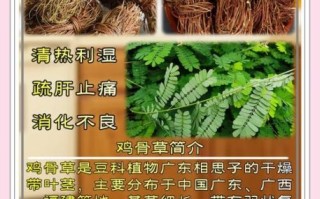 鸡骨草什么人不能吃_鸡骨草禁忌有哪些