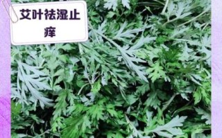 艾草叶的功效与作用_艾草叶泡脚的正确方法