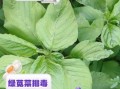 绿苋菜的功效与作用_绿苋菜的禁忌有哪些