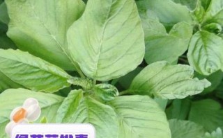 绿苋菜的功效与作用_绿苋菜的禁忌有哪些