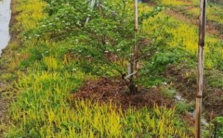 覆盆子种植基地在哪里_如何挑选优质苗木