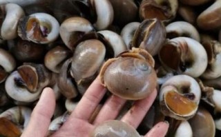 香螺养殖技术_香螺养殖成本利润