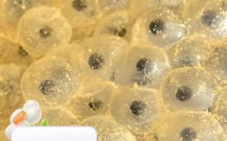 鱼卵怎么做好吃_家常鱼卵做法