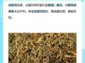 金银花禁忌人群_金银花泡水禁忌