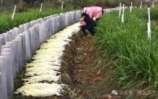 韭黄怎么种_韭黄种植方法