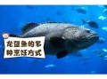 龙趸鱼的营养价值_龙趸鱼的功效与作用