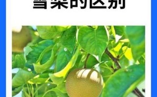 梨的拼音怎么写_梨的正确发音是什么