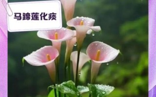 马蹄莲怎么养_马蹄莲有毒吗 马蹄莲怎么养_马蹄莲有毒吗