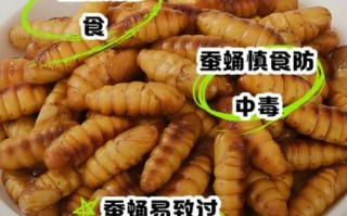蚕蛹是什么_蚕蛹能吃吗