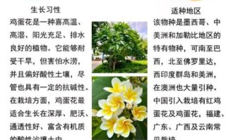 鸡蛋花为什么叫男人花_男人花由来