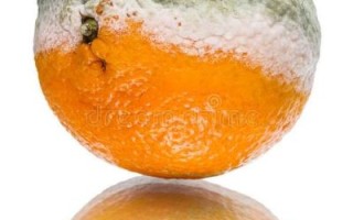 烂橘子官网打不开怎么办_烂橘子官网登录失败原因