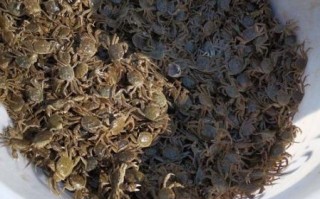 大闸蟹苗多少钱一斤_2024年最新行情